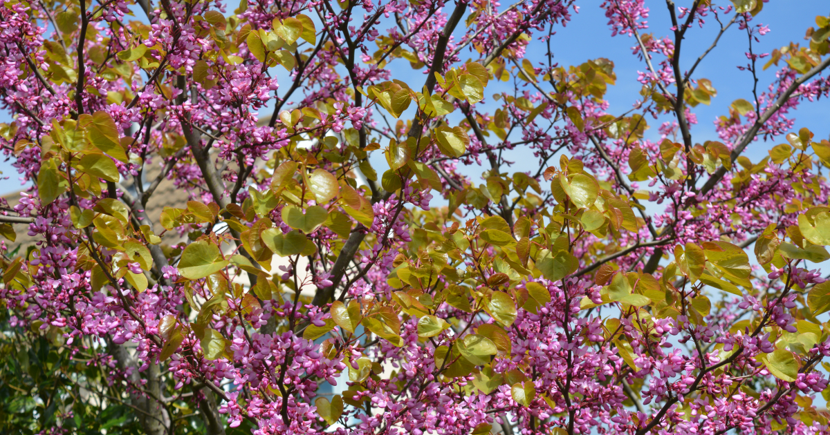 Eetbare siertuin - Natvise